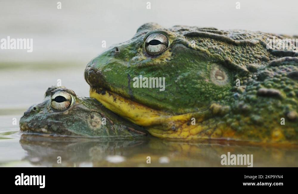 Mating time for frogs Stock Videos & Footage - HD and 4K Video Clips ...