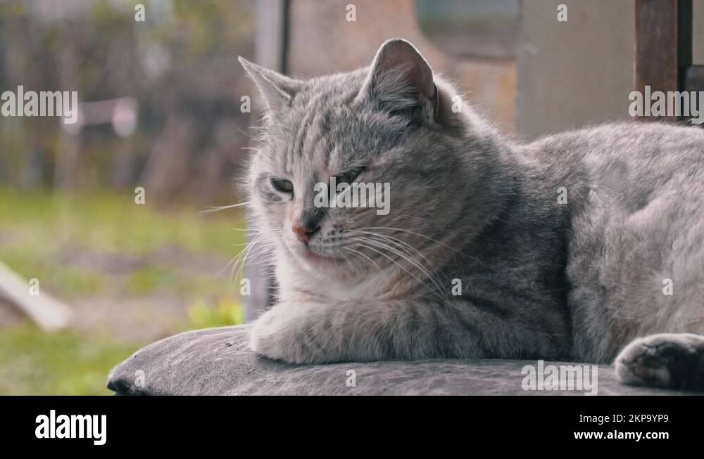Homeless Dirty Cat Lies on a Torn Dirty Chair in the Yard Stock Video ...