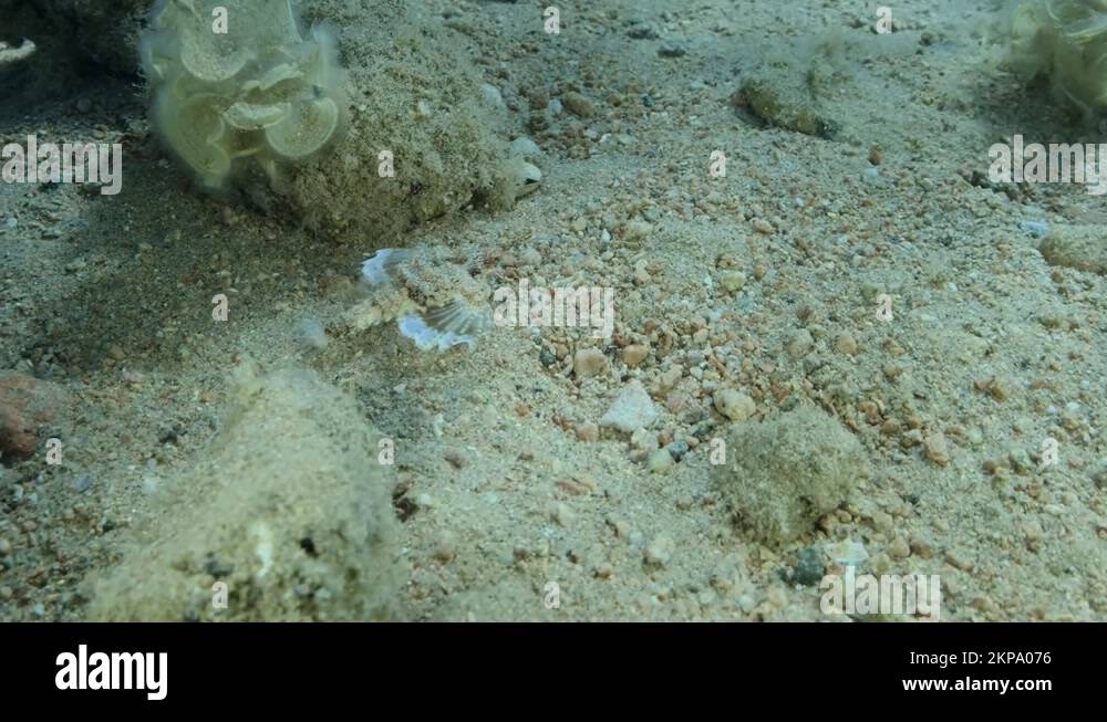 Seamoth moves on the sandy bottom in shallow water in sun rays. Pegasus ...