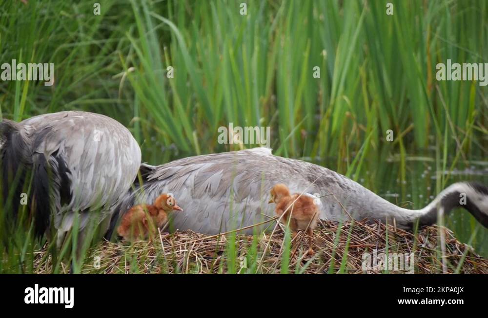 Cranechicks Stock Videos & Footage - HD and 4K Video Clips - Alamy