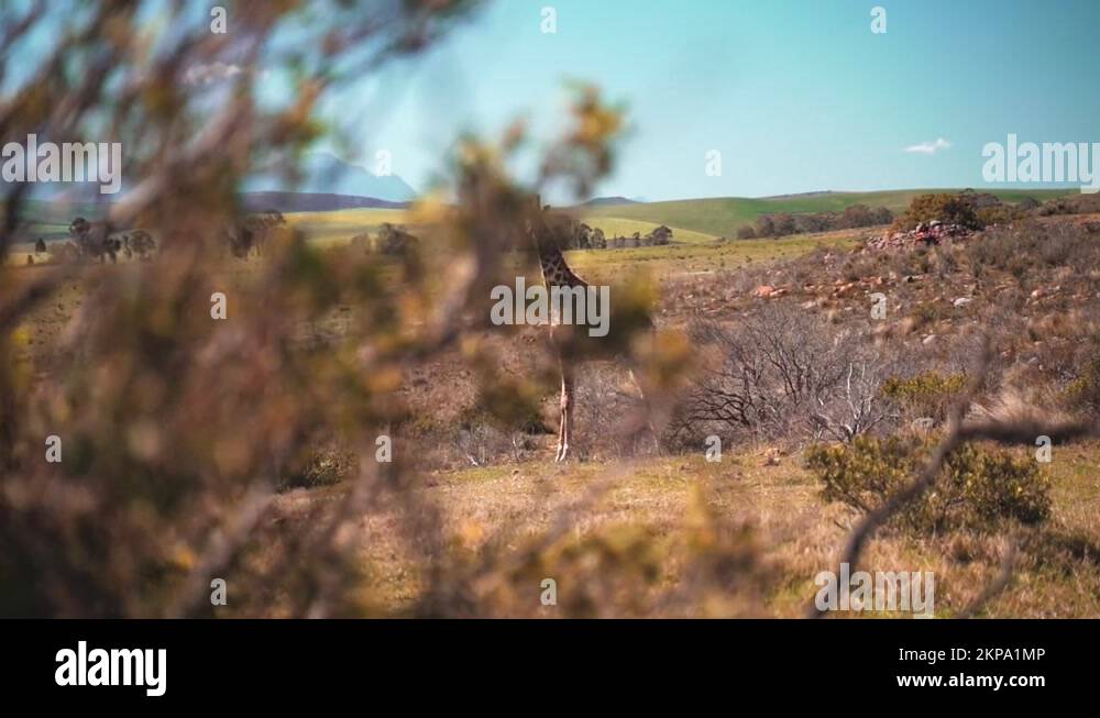 Safari movement Stock Videos & Footage - HD and 4K Video Clips - Alamy