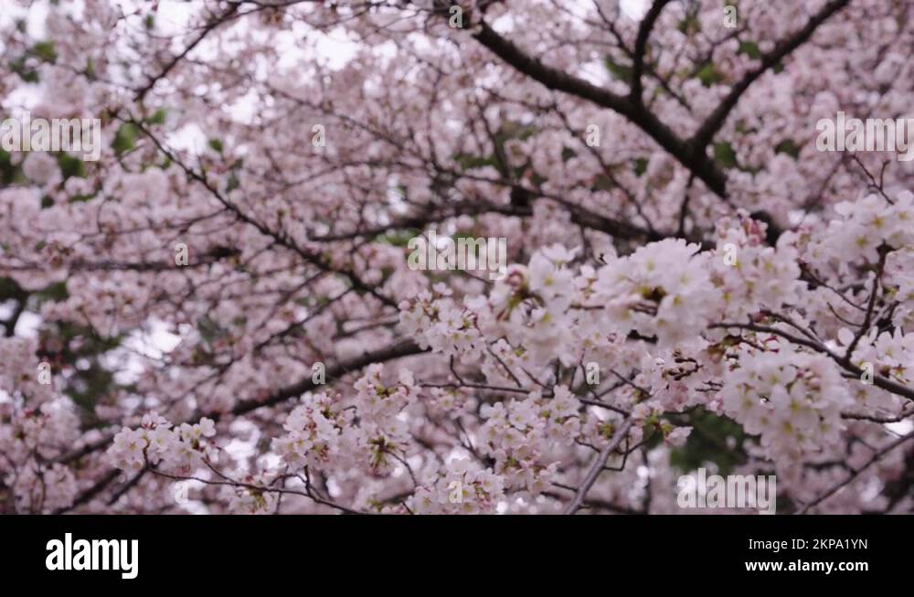 Sakura Tree in Tokyo Park in Full Bloom, Japan Stock Video Footage - Alamy