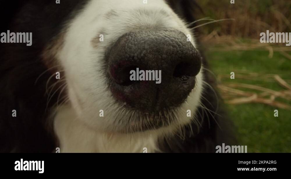 Nose nose Stock Videos & Footage - HD and 4K Video Clips - Alamy