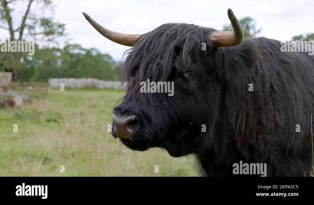 Highland cow coo Stock Videos & Footage - HD and 4K Video Clips - Alamy