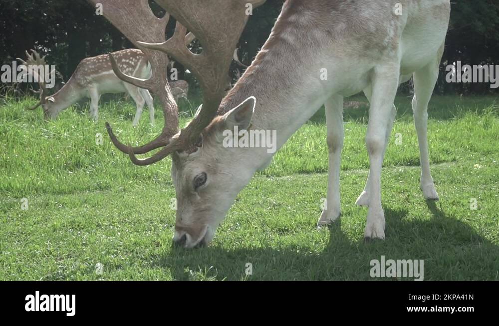 A dublin park Stock Videos & Footage - HD and 4K Video Clips - Alamy