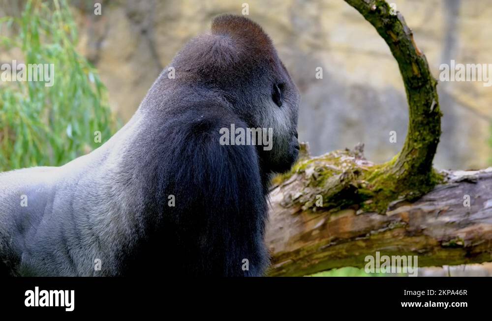 Large silverback gorilla Stock Videos & Footage - HD and 4K Video Clips ...