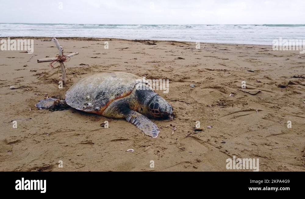 Very sad I never see bevore a dead turtle 100 years old at beach ...