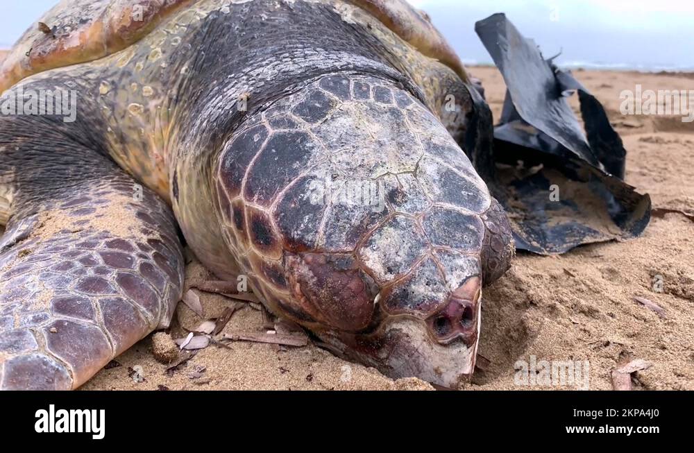Close up footage of a big dead turtle at sandy beach. Pollution plastic ...