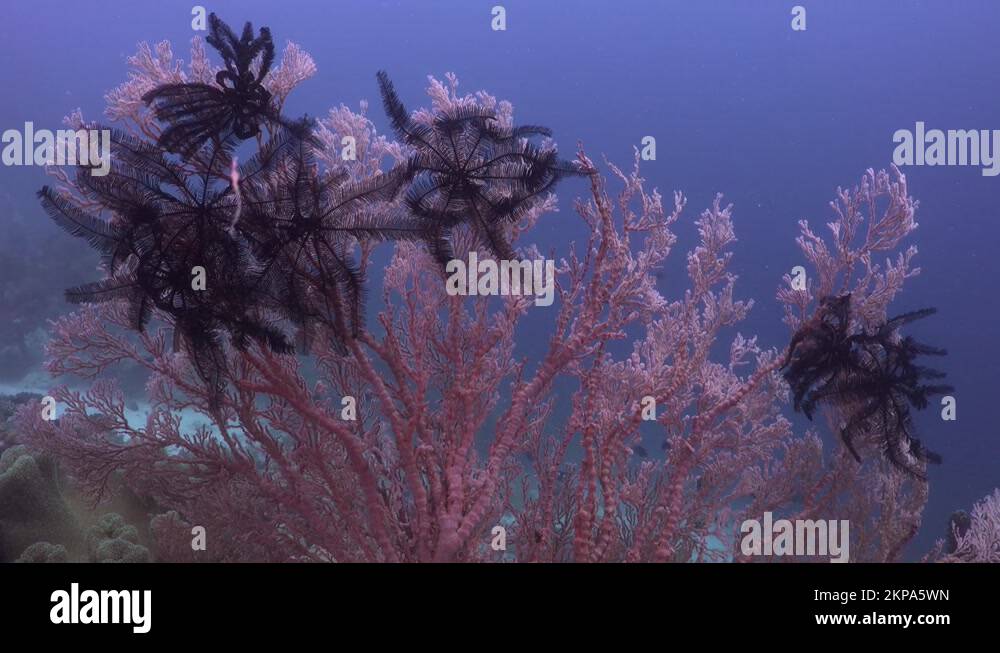 Sea stars in reef Stock Videos & Footage - HD and 4K Video Clips - Alamy