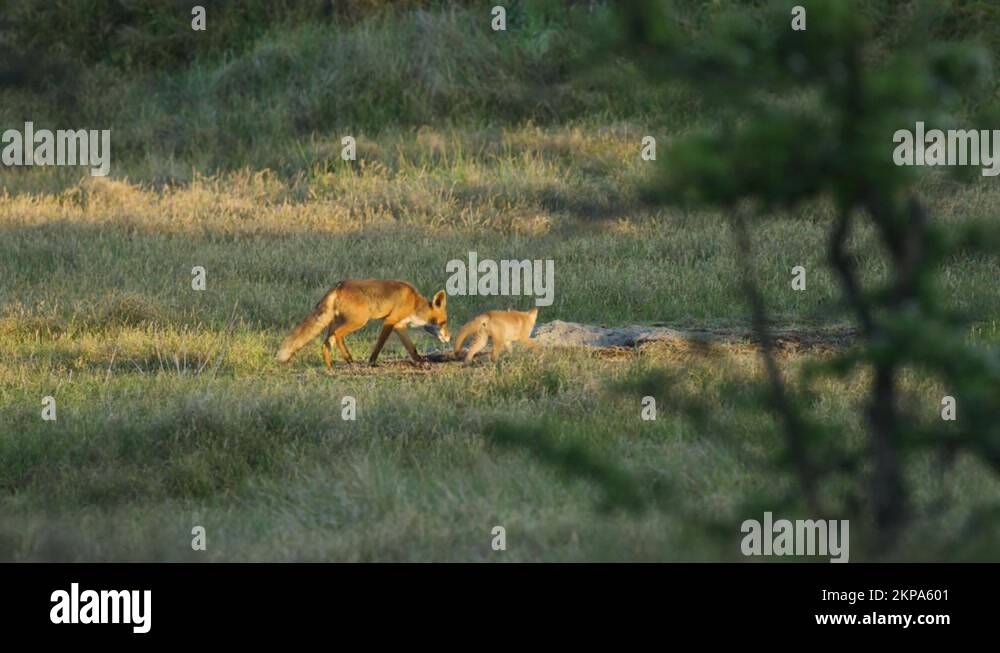 Vixen red fox cub Stock Videos & Footage - HD and 4K Video Clips - Alamy
