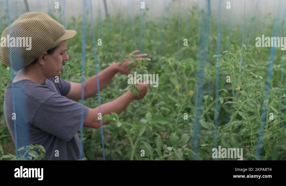 String for plants Stock Videos & Footage - HD and 4K Video Clips - Alamy