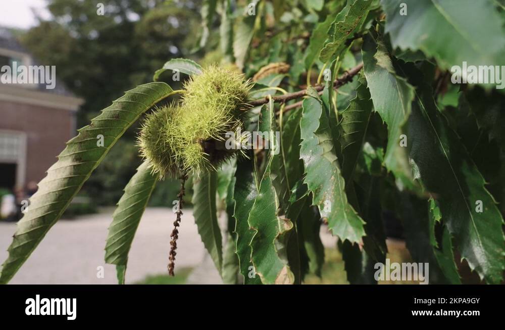 Husk tree Stock Videos & Footage - HD and 4K Video Clips - Alamy