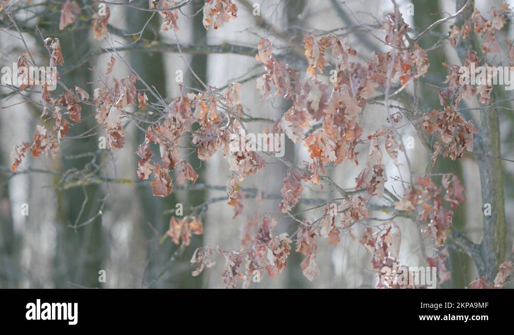 Backlit oak leaf Stock Videos & Footage - HD and 4K Video Clips - Alamy