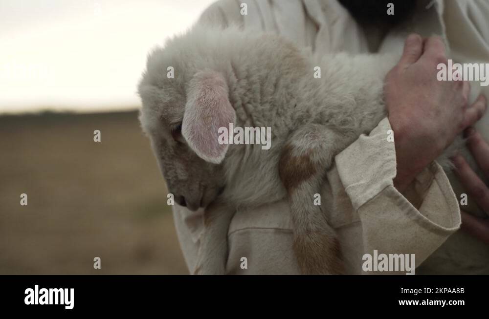 - Jesus Christ, good shepherd, Psalm 23, lamb, sheep, God, bible Stock ...