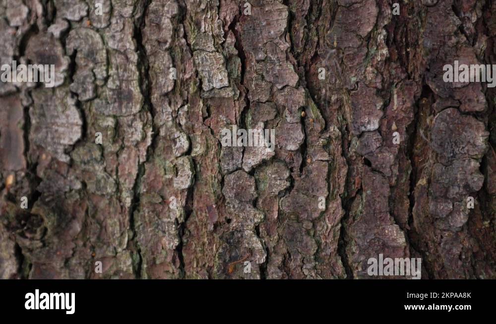 Bark pine tree trunk texture Stock Videos & Footage - HD and 4K Video ...