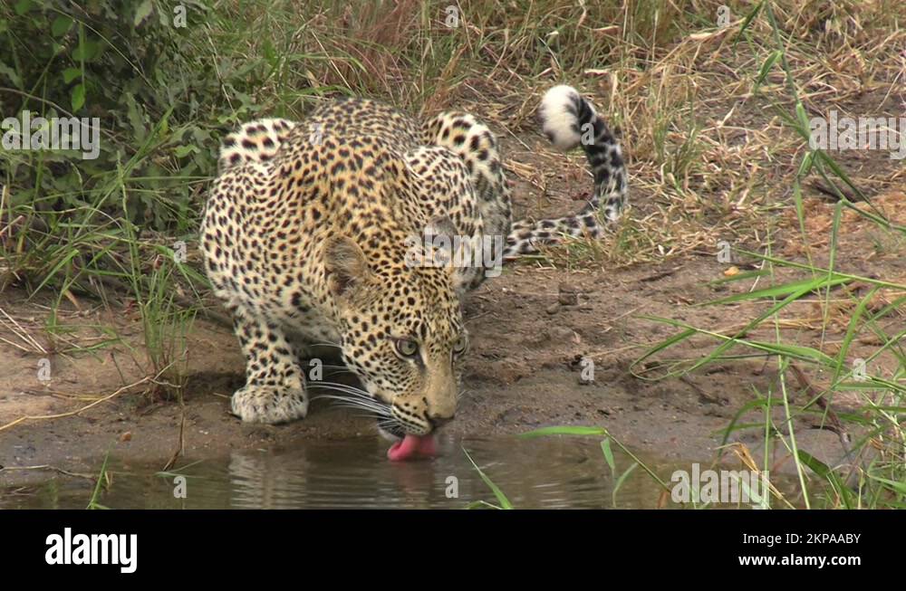 Leopard Drinking Water in Wilderness of African Savanna. Wild Animal in ...