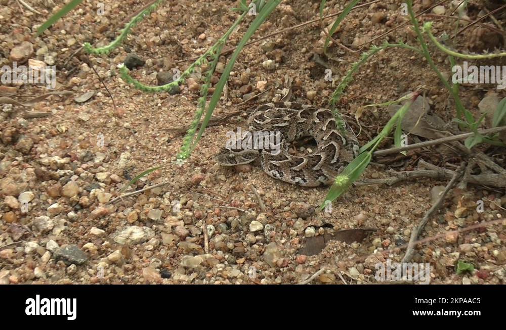 Puff Adder Snake Hidden in Shade of Plant in African Savanna. Dangerous ...