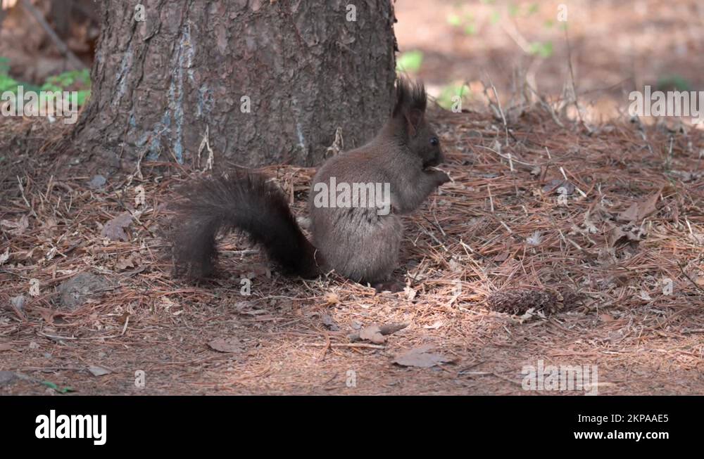 Korean tree squirrel (Sciurus Vulgaris Coreae) eating nut by the base ...