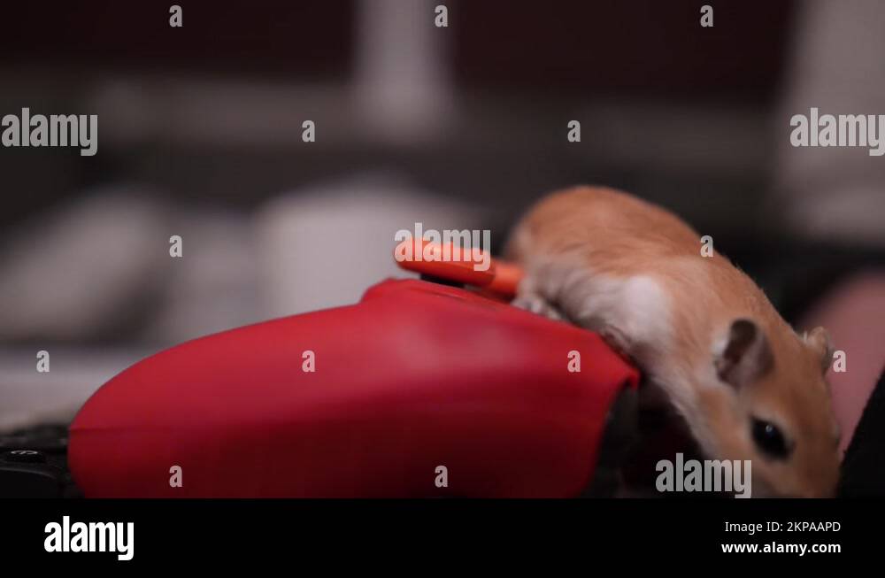 Pet gerbil mouse Stock Videos & Footage - HD and 4K Video Clips - Alamy
