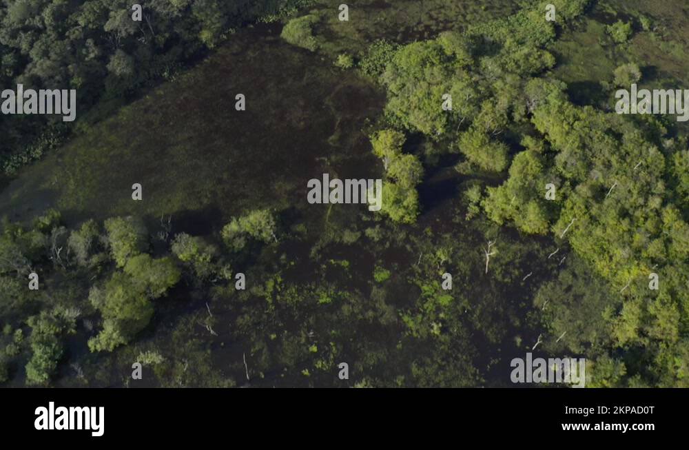 Congo rainforest wildlife Stock Videos & Footage - HD and 4K Video ...