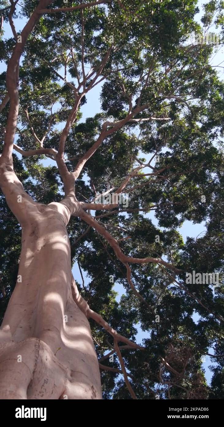Canopy of big huge tree in jungle forest or rainforest. Giant tall ...