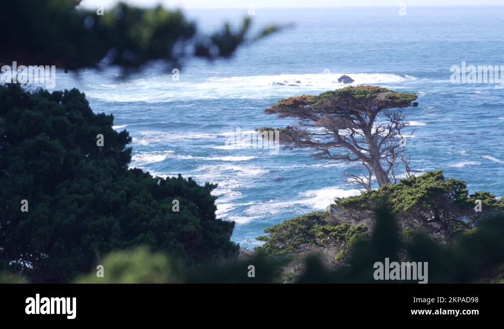 Monterey pine tree Stock Videos & Footage - HD and 4K Video Clips - Alamy