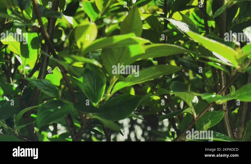 Summer and spring foliage and leaves Stock Videos & Footage - HD and 4K ...
