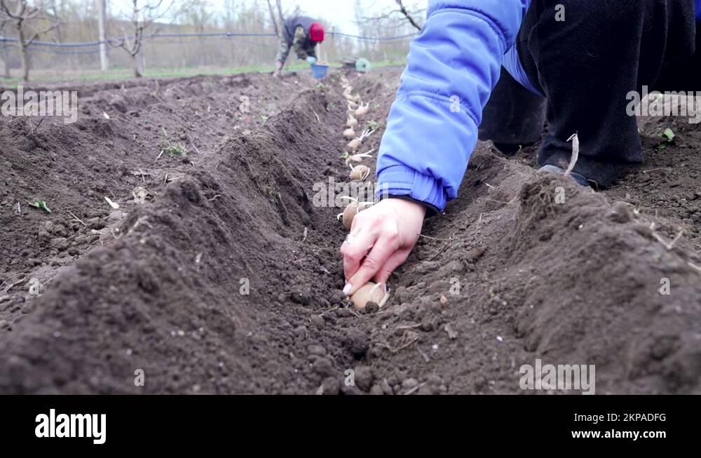 Chernozem soil Stock Videos & Footage - HD and 4K Video Clips - Alamy