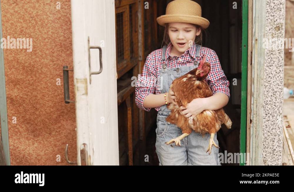 a little girl holds a red hen in a chicken coop. laying hen Stock Video ...