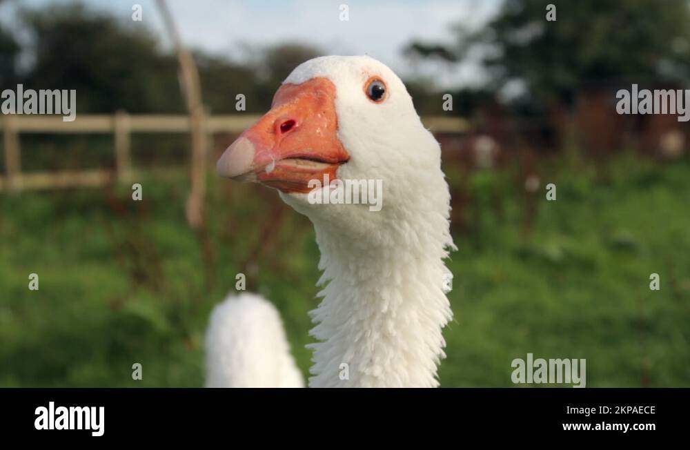 Goose looking camera Stock Videos & Footage - HD and 4K Video Clips - Alamy