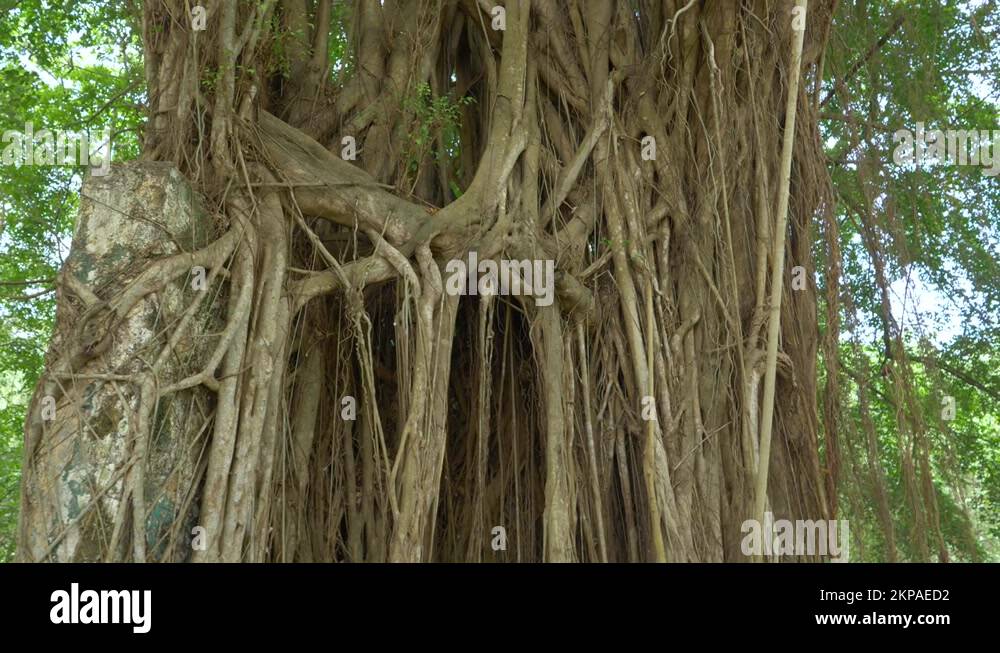 Strangler fig trees Stock Videos & Footage - HD and 4K Video Clips - Alamy