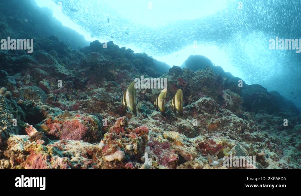 Boal fish Stock Videos & Footage - HD and 4K Video Clips - Alamy