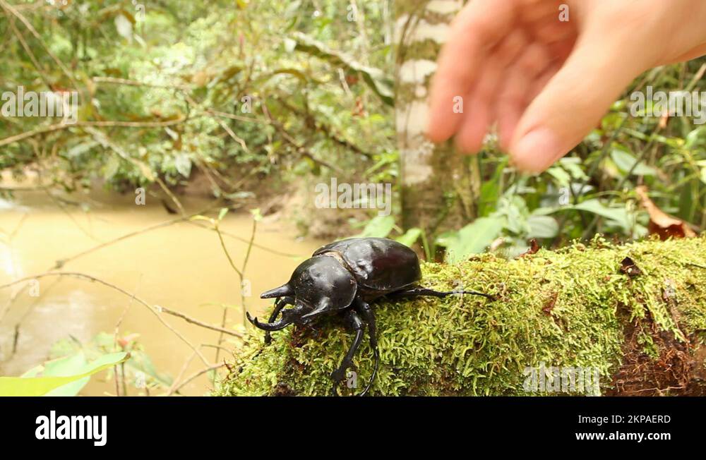 Hercules Beetle Fight Stock Videos Footage Hd And 4k Video Clips