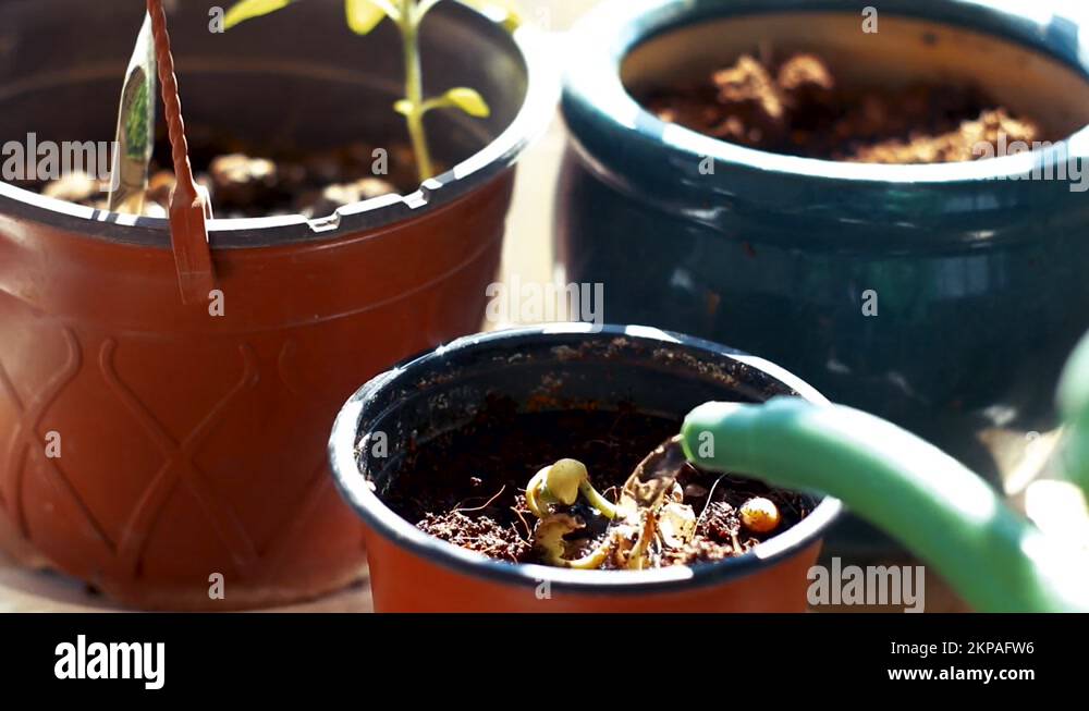 A funnel leaf Stock Videos & Footage - HD and 4K Video Clips - Alamy