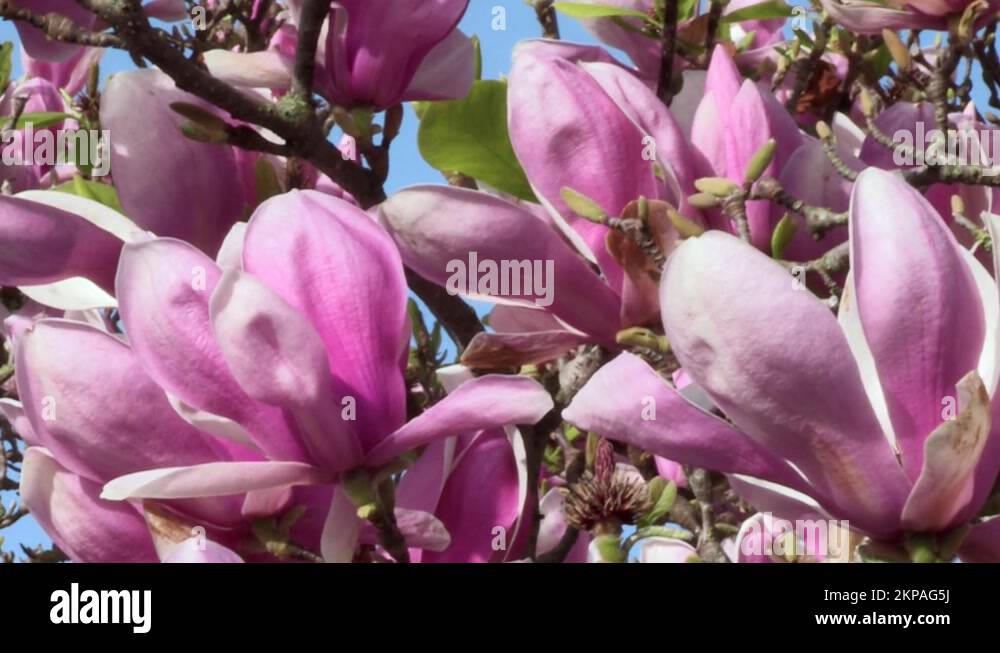 Magnolia tree full Stock Videos & Footage - HD and 4K Video Clips - Alamy