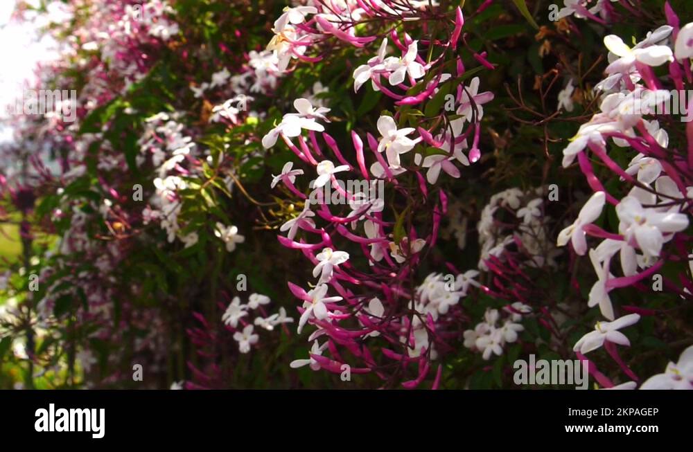 Jasmine scented climber Stock Videos & Footage - HD and 4K Video Clips ...