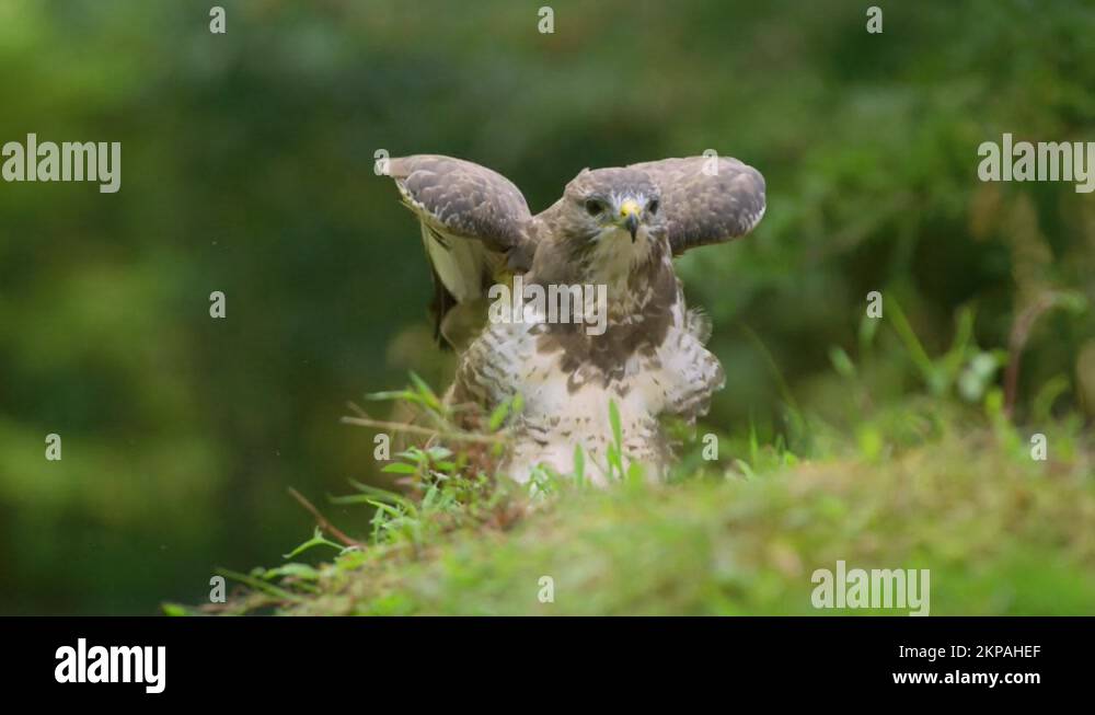 Raptor behaviour Stock Videos & Footage - HD and 4K Video Clips - Alamy