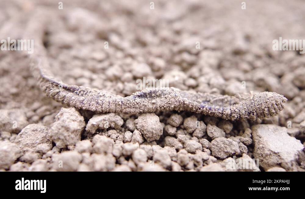 Dried out by sun Stock Videos & Footage - HD and 4K Video Clips - Alamy