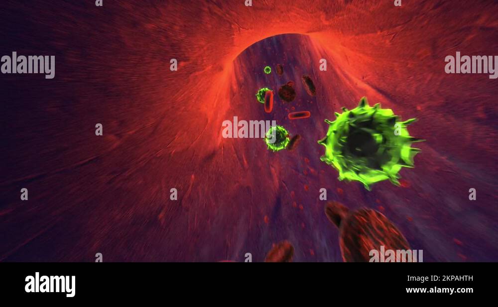Infected Red Blood Cells With Viruses Flowing Inside Human Vein Stock ...