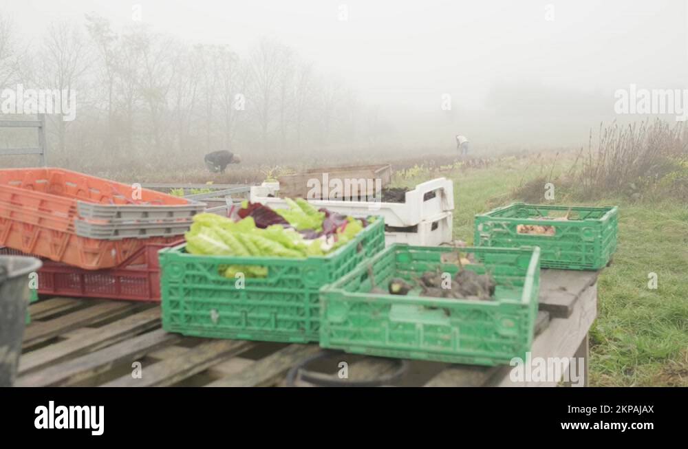 Food in crates Stock Videos & Footage - HD and 4K Video Clips - Alamy
