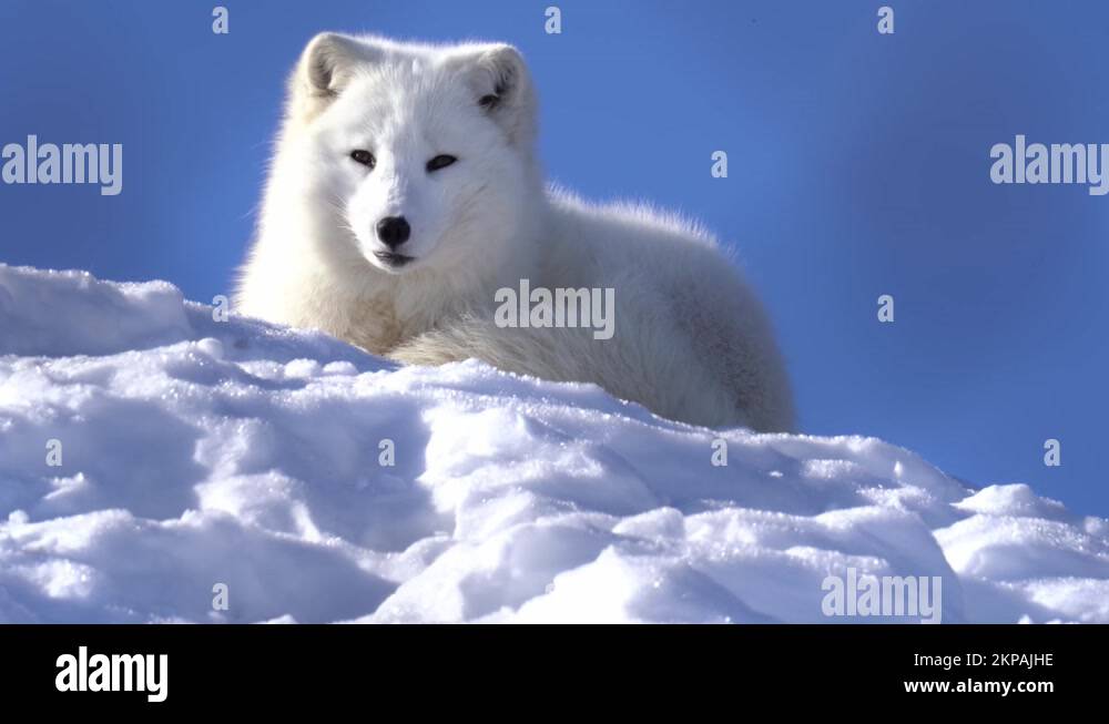 Arctic fox polar fox alopex Stock Videos & Footage - HD and 4K Video ...
