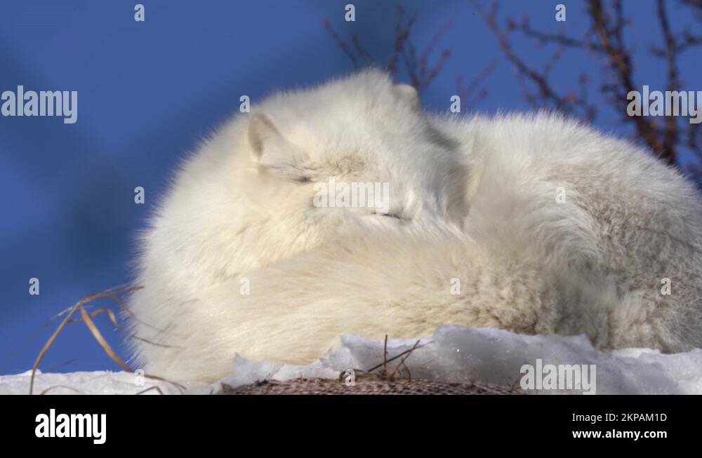 Arctic fox looking at camera Stock Videos & Footage - HD and 4K Video ...