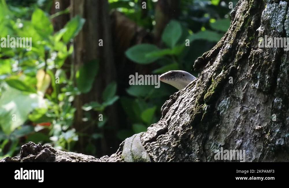 lizard peeking behind a tree. Cute little lizard (Squamata) is sitting ...