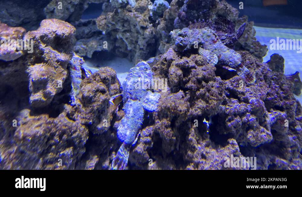 Stone as fish Stock Videos & Footage - HD and 4K Video Clips - Alamy