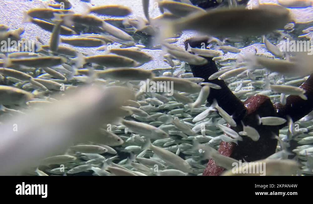 Mugiliformes Stock Videos & Footage - HD and 4K Video Clips - Alamy