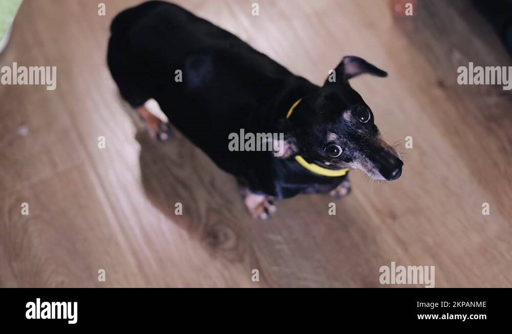 Distorted dog head Stock Videos & Footage - HD and 4K Video Clips - Alamy