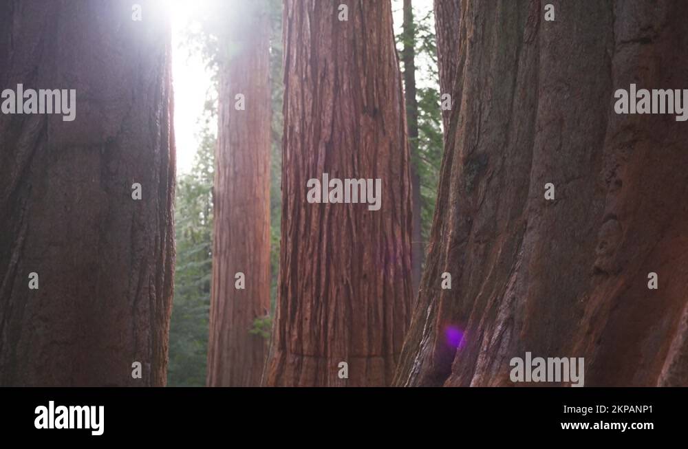 Sequoia trees logging national park Stock Videos & Footage - HD and 4K ...