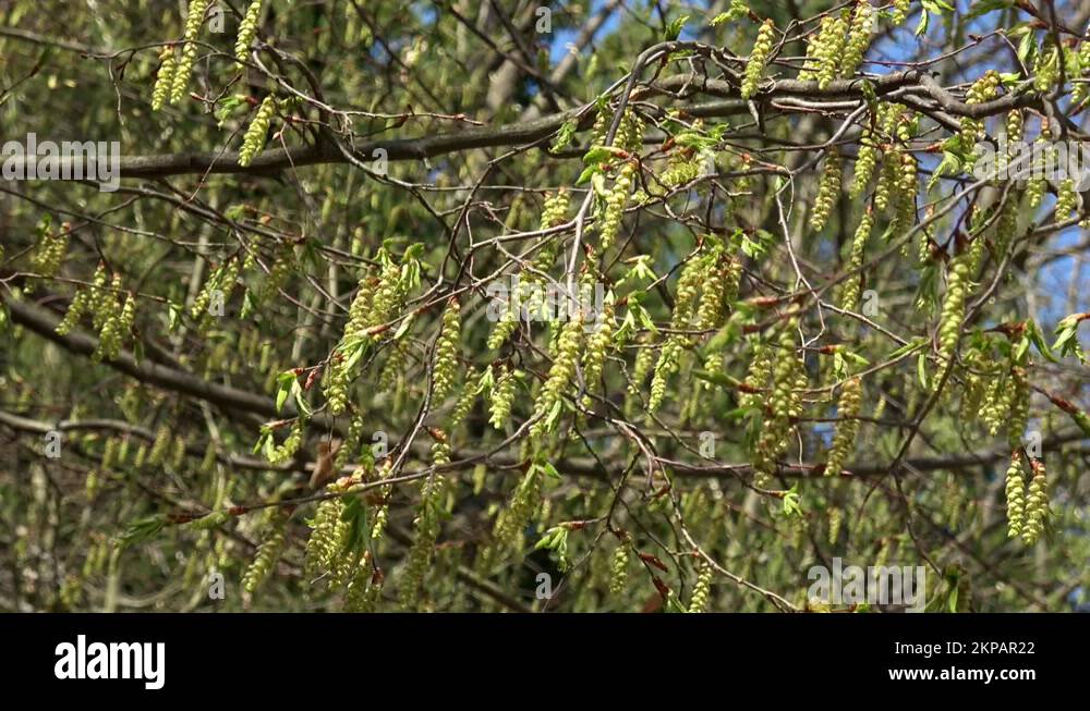 Blooming catkins Stock Videos & Footage - HD and 4K Video Clips - Alamy