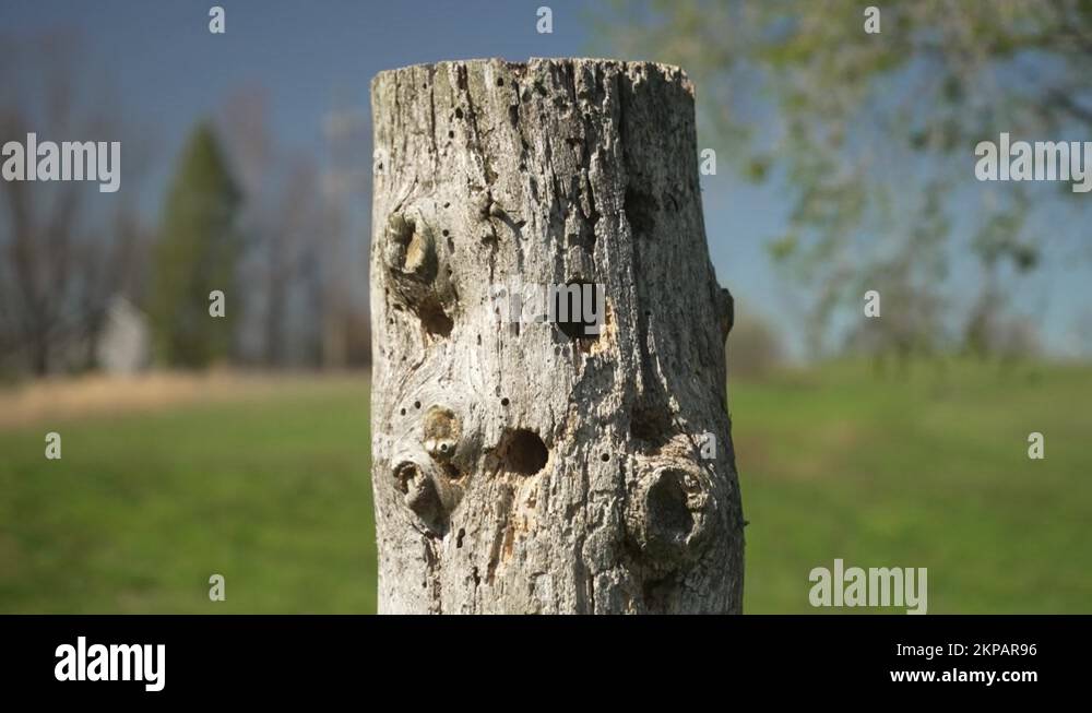 Tilt shot of rotting tree stump full of termites and ants Stock Video ...