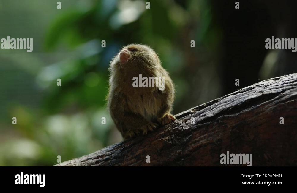 A tiny eastern pygmy marmoset (Callithrix pygmaea) sits in a shaft of ...